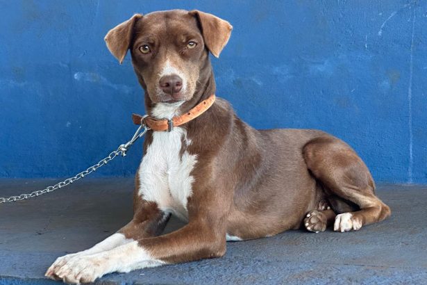 CastraPet vai beneficiar cães e gatos de 10 cidades do Vale do Ivaí ...